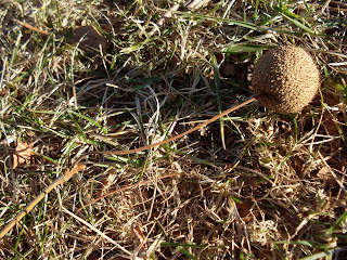 Urban Science Adventures! ©: Happy Arbor Day! Sycamores of St. Louis