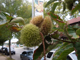 Urban Science Adventures! ©: Urban Wildlife Watch: Chinese Chestnut Tree