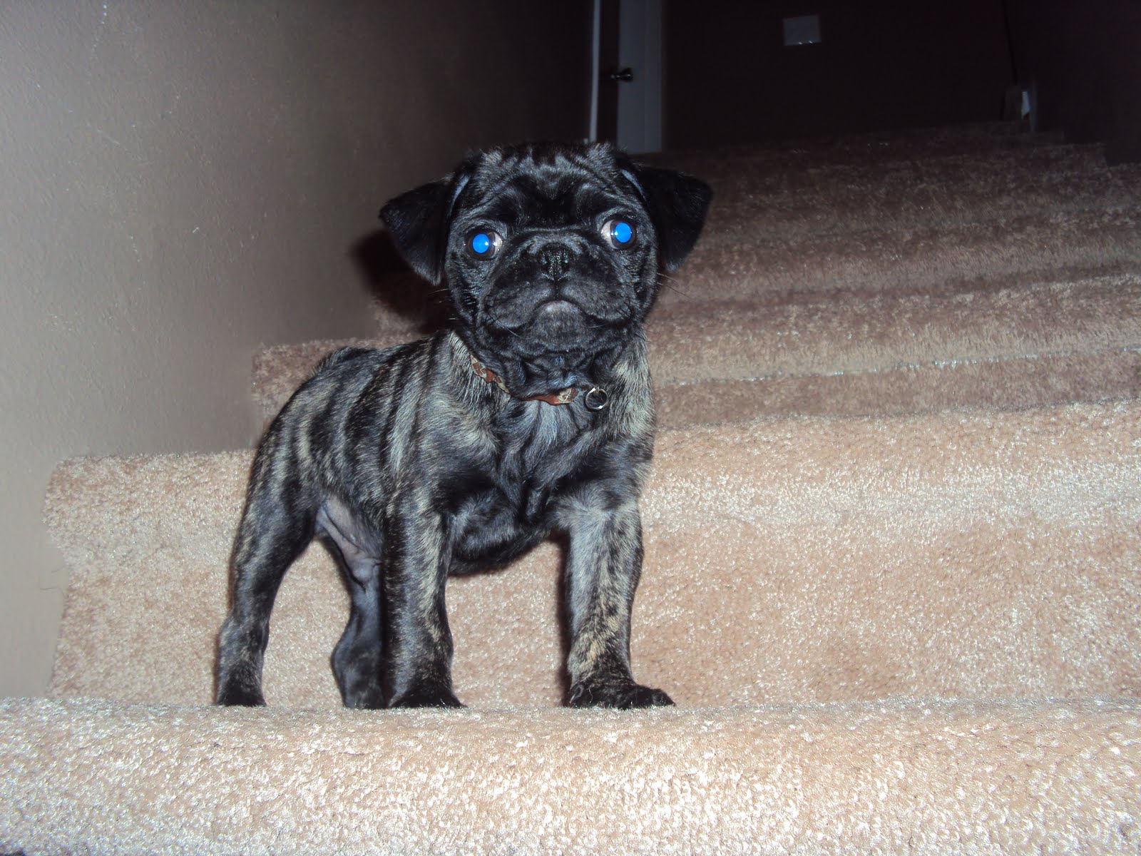 Pugapoo Puppies: Dadda, MOO MOO