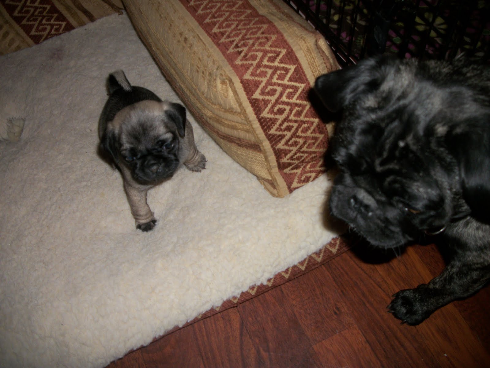 Pugapoo Puppies: Lacy