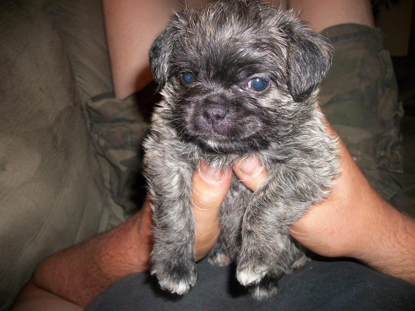 Pugapoo Puppies: Slurpee