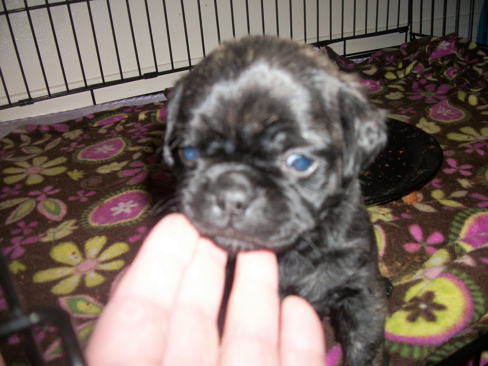 Pugapoo Puppies: Leo