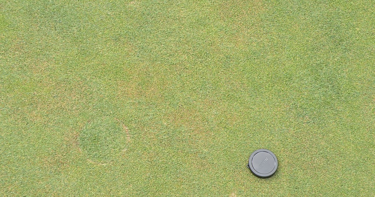 Turfgrass disease updates for golf courses: Take-all and Summer Patch