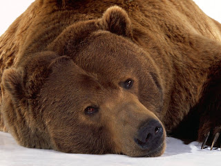 O incrivel mundo Norte-Americano: Fauna do Canadá
