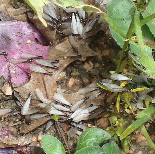 Texas Oasis: Spring bugs