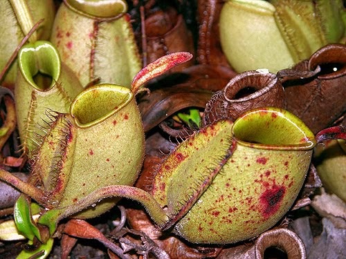 HOW DOES A PITCHER PLANT ATTRACT, CATCH AND TRAP INSECTS |The Garden of ...
