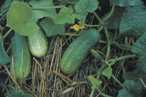 HOW TO SOW AND GROW CUCUMBERS FROM SEED |The Garden of Eaden