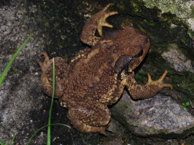 WHICH NATIVE ANIMALS EAT SLUGS AND SNAILS |The Garden of Eaden