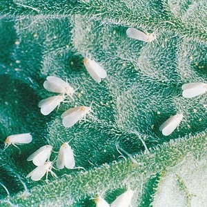 HOW TO CONTROL WHITEFLY ON TOMATO PLANTS |The Garden of Eaden