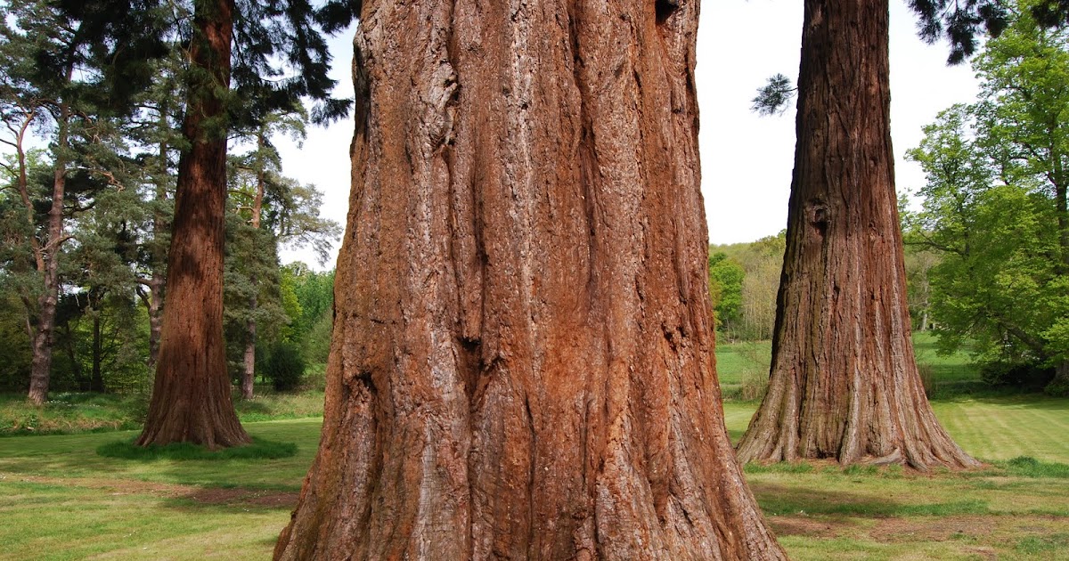 THE ‘NATIVE’ TREES OF ENGLAND |The Garden of Eaden