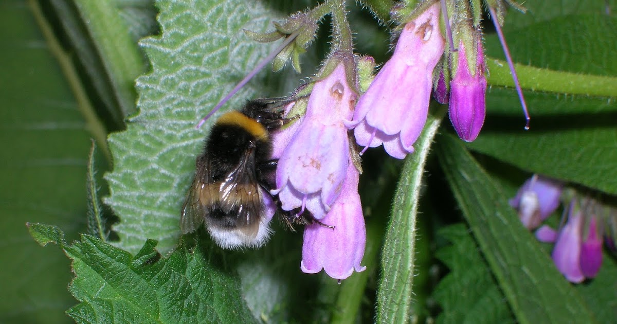 HOW TO GROW COMFREY |The Garden of Eaden