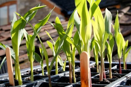 HOW TO GERMINATE SWEET CORN SEED INDOORS |The Garden of Eaden
