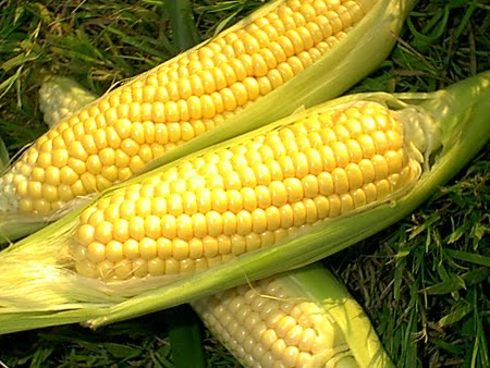 HOW TO GROW SWEET CORN |The Garden of Eaden