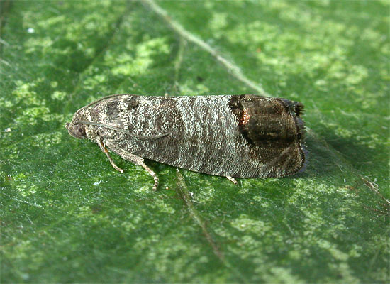 HOW TO CONTROL CODLING MOTH ON APPLES |The Garden of Eaden