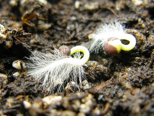 HOW TO BREAK DORMANCY IN SEEDS |The Garden of Eaden