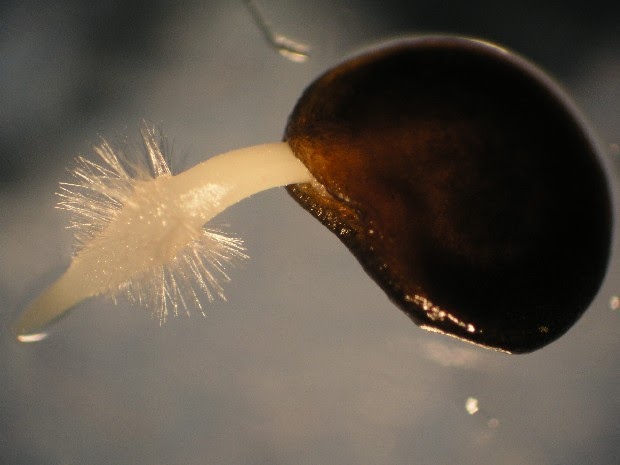 HOW TO BREAK DORMANCY IN SEEDS |The Garden of Eaden