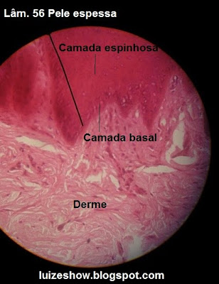 Luiz é show: Lâminas de Pele