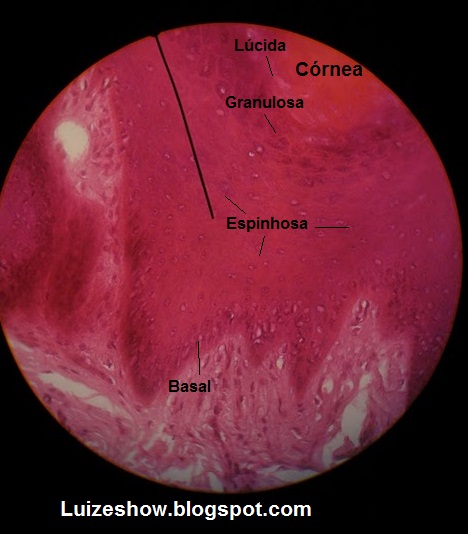 Luiz é show: Lâminas de Pele