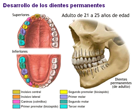 cuerpo humano
