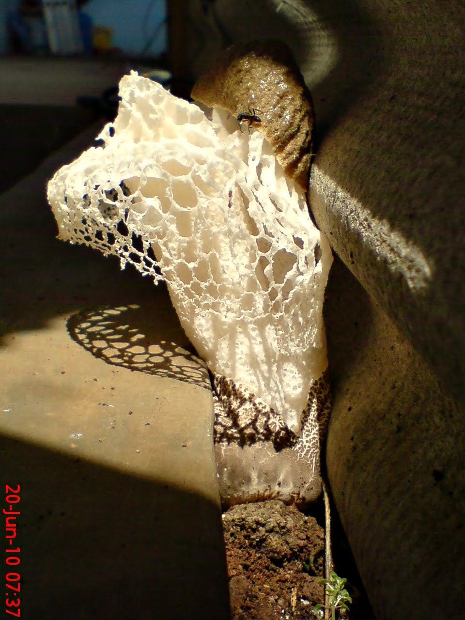 Bunga Jamur Ular Beracun