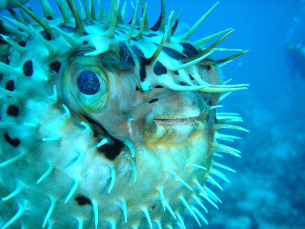 Animal Photos Videos Hub: Puffer Fish Animal Biography Hot Photos ...
