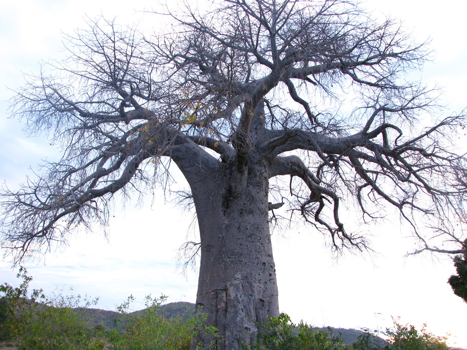 Miguel & Miguel: Embondeiro