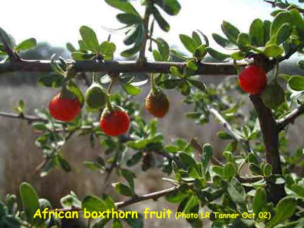 Wadah Panglima: Kenali Pokok Gharqad : Pohon Yahudi