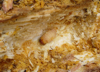 °Brava ragazza°: EL SURI EN IQUITOS