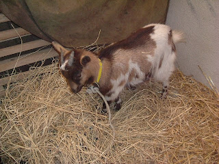 mini fattoria: caprette tibetane