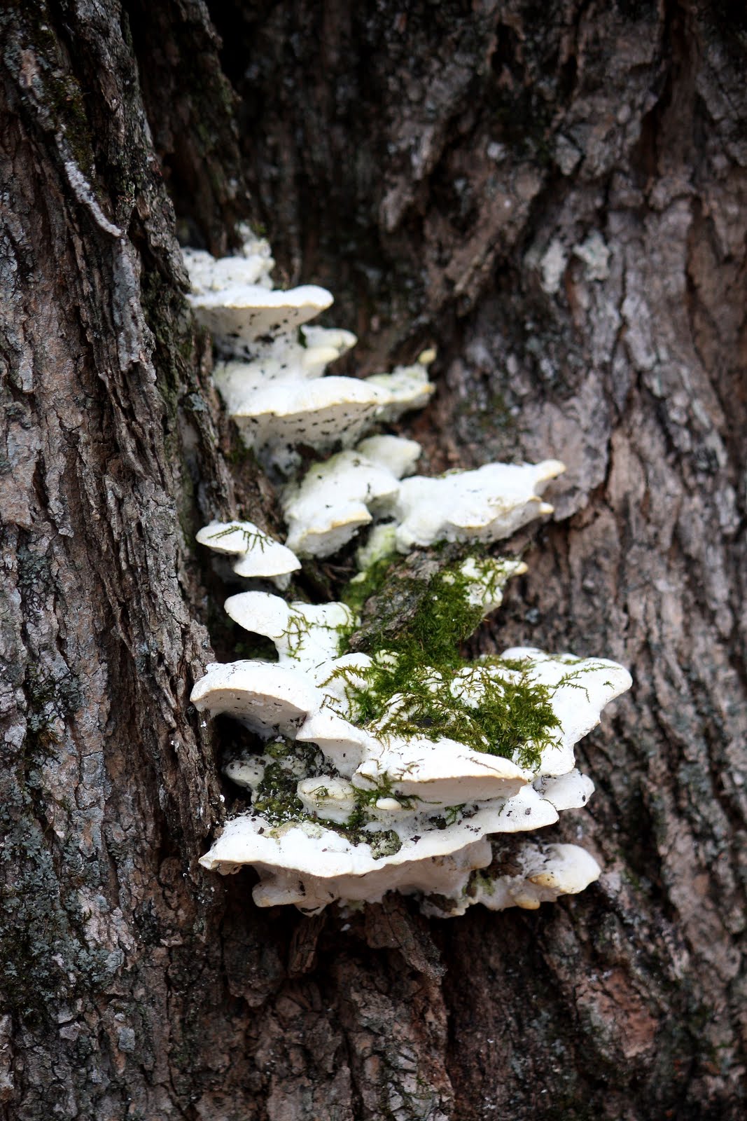 Susan Mayer's Haven: Mossy Maple Polypore (Oxyporus populinus)