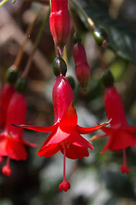 Hinterhofgarten - die Großstadtoase: Fuchsientage Gärtnerei Baum