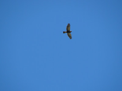 PROJETO GAVIÕES DE PENACHO - HAWK EAGLE PROJECT