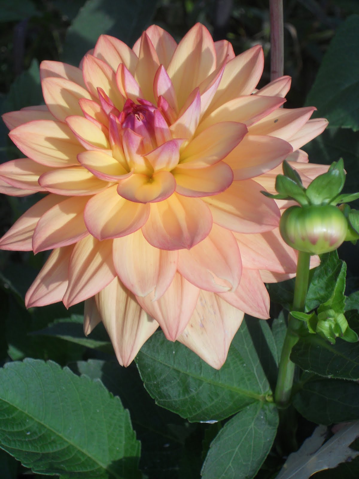 Whimsy Bower: Dilly-Dahlia