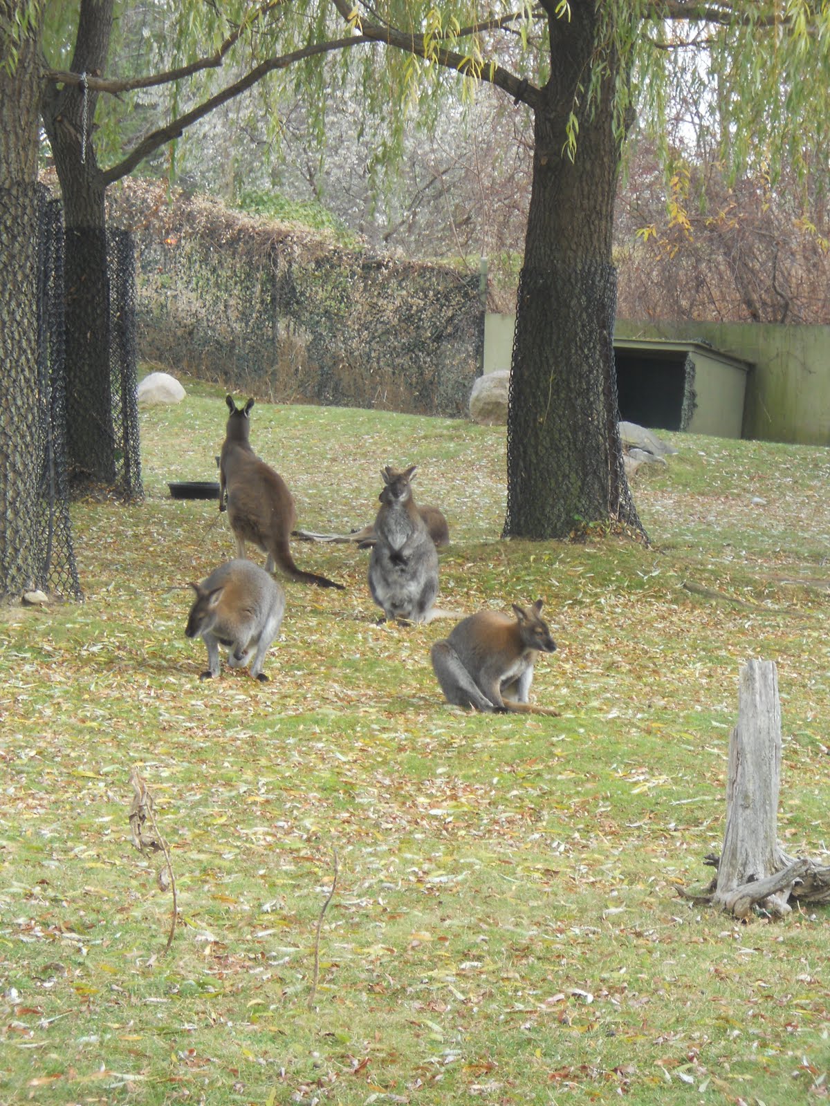 Whimsy Bower: Zootopia