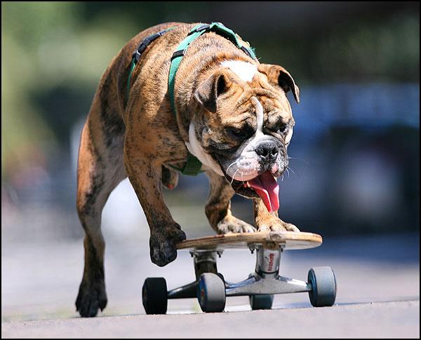 wackyboards: Skating Dogs