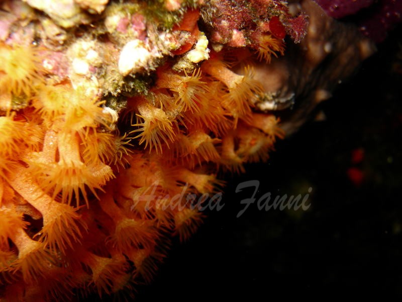 Parazoanthus axinellae