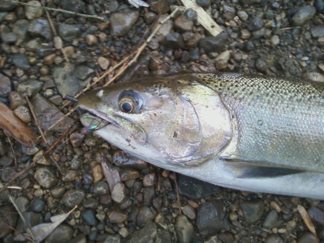 Illinois Wisconsin Fishing: fly fishing coho on the pike river (racine, wi)
