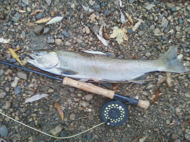 Illinois Wisconsin Fishing: fly fishing coho on the pike river (racine, wi)