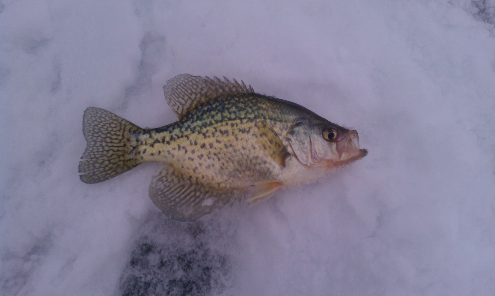 Illinois Wisconsin Fishing: late winter panfish on petite lake