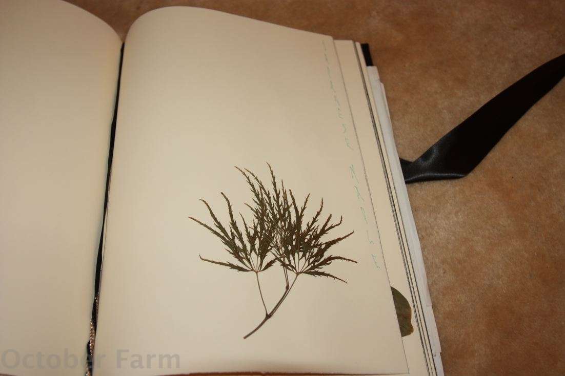 The Original Practical Magic Spellbook