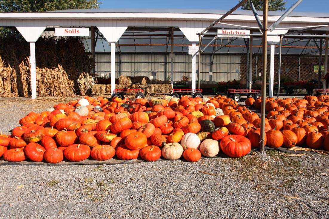 Magic Apple Pie and a Trip to The Pumpkin Farm