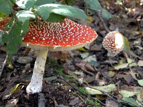 Homeopatía ahora: AGARICUS MUSCARIUS EN LA MATERIA MÉDICA PURA Y EN LA ...