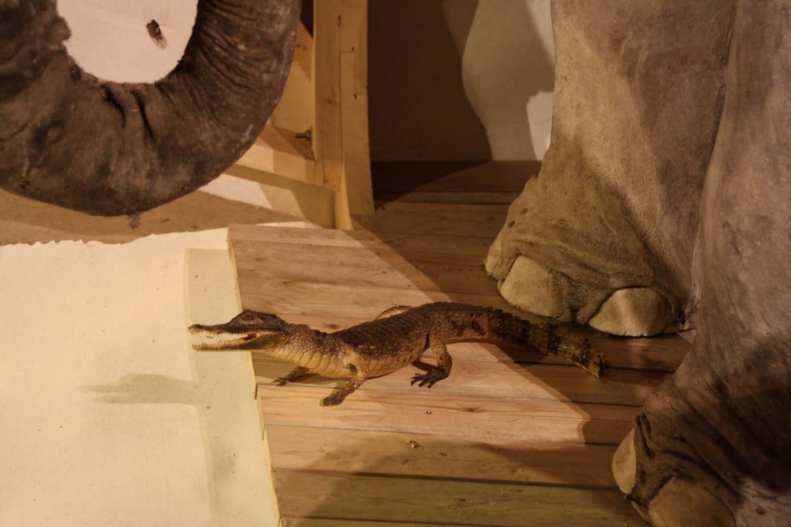 Alice au pays des arts: Huang Yong Ping aux Beaux-arts et à la galerie ...