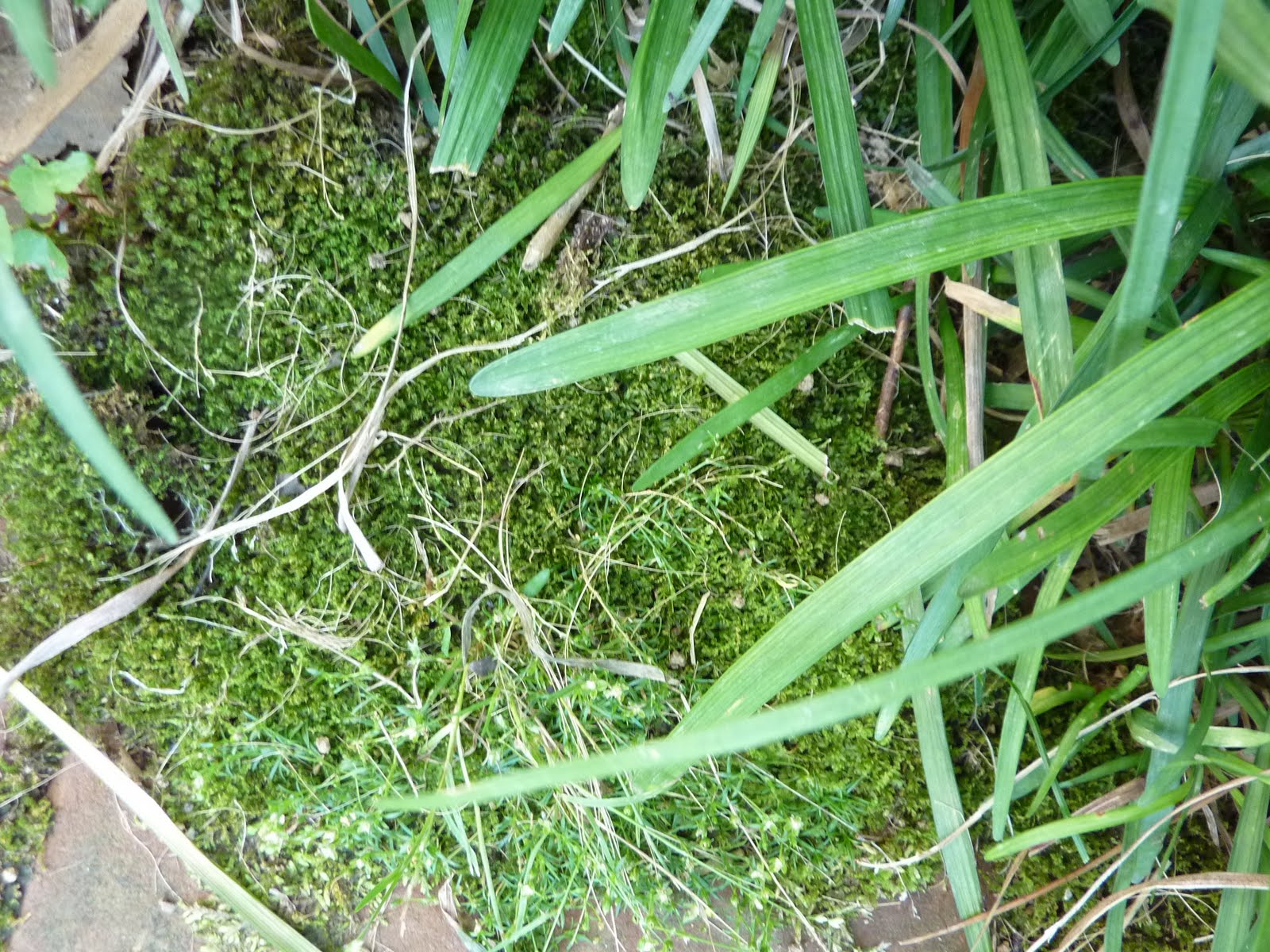 Blooming Hill Lavender Farm: Weathering Garden Pots with a Moss Patina