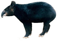 The Animal Society: The Animal of the Month: The Tapir