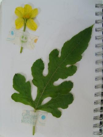 Pariah Tree - eyow ! my name is yufinats