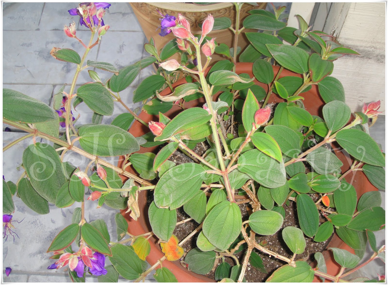 Purple Princess Flower | Tibouchina urvilleana
