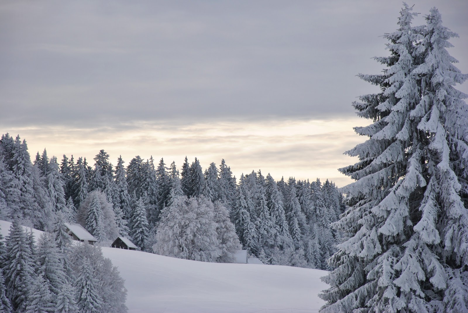 Maney - Photographie: Forêt de sapins