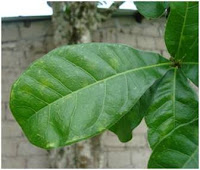 Ruby-Ober-Rey- Edwin: Totumo