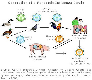 BioMedicine: The H1N1 Swine Flu Pandemic tragedy (swine flu human ...
